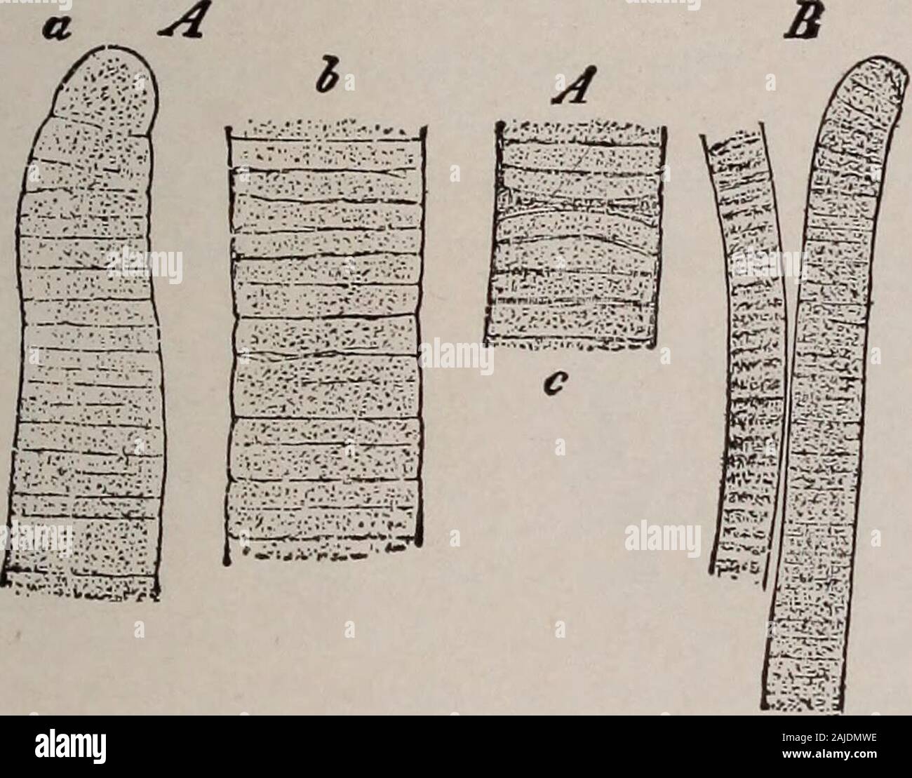 Chroococcus hi-res stock photography and images - Alamy