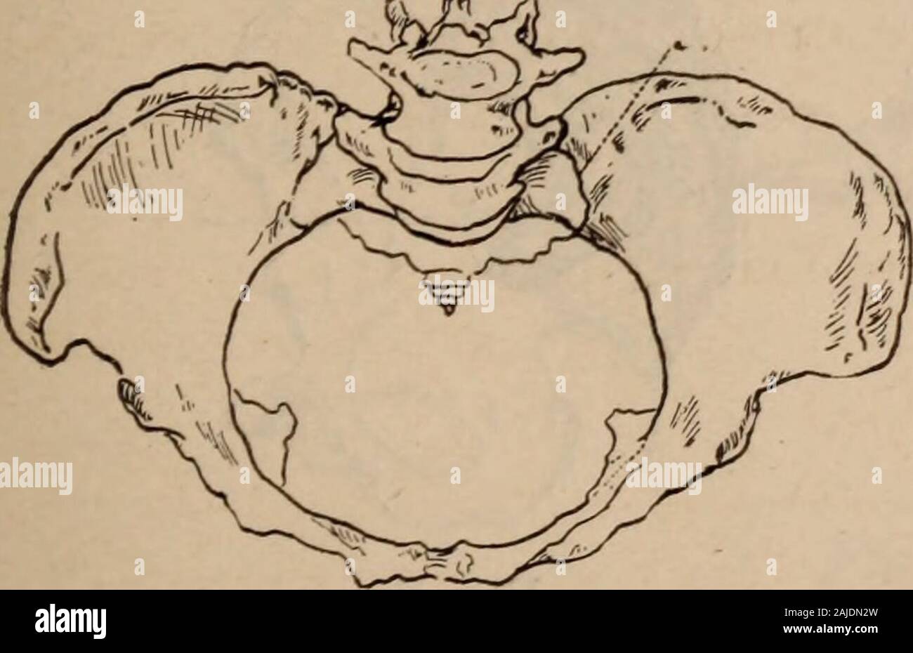 Albany medical annals . Fig. 3- Pelvis seen from below,(a) Sacro-iliac ...