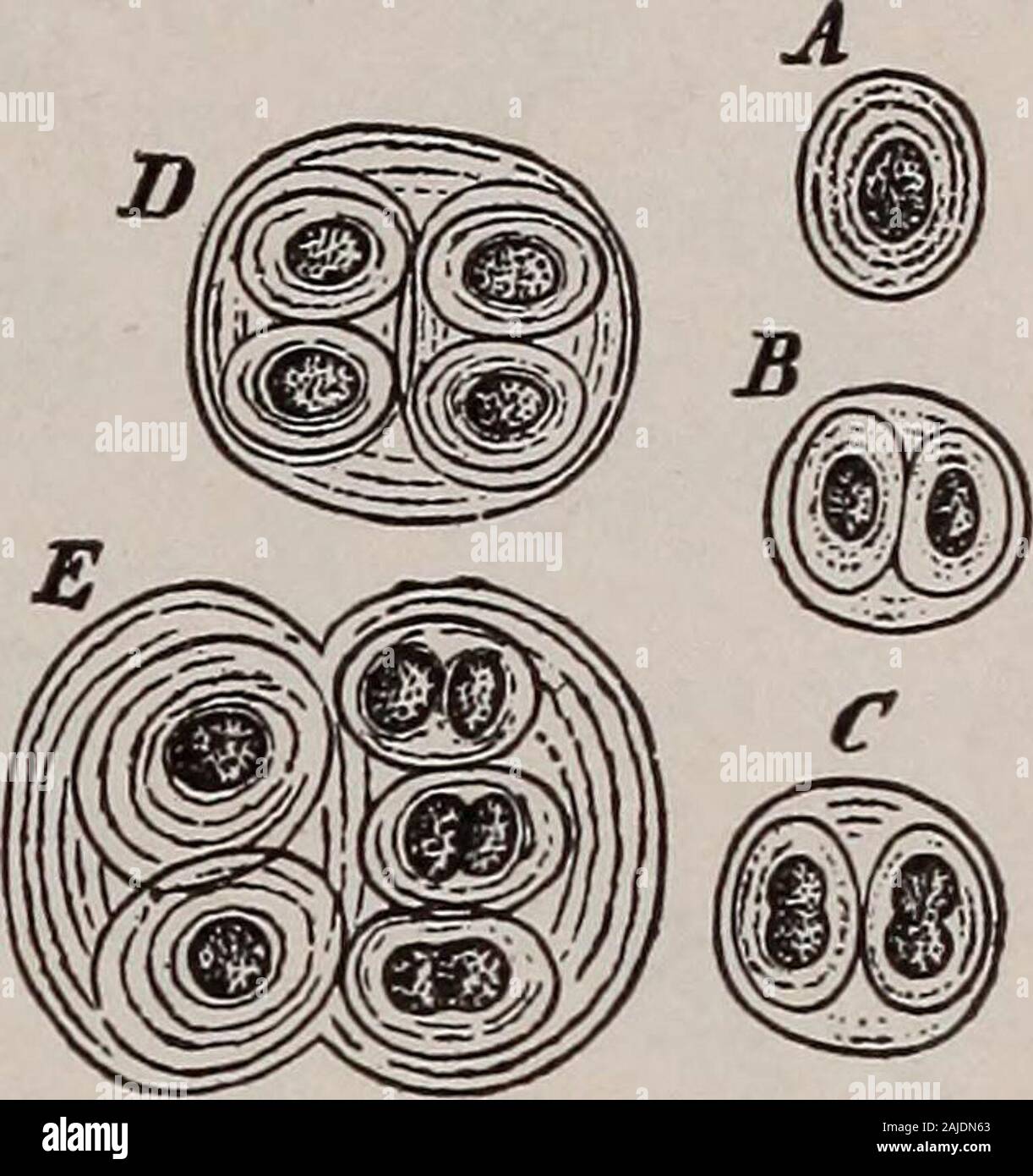 Ulothrix hi-res stock photography and images - Alamy