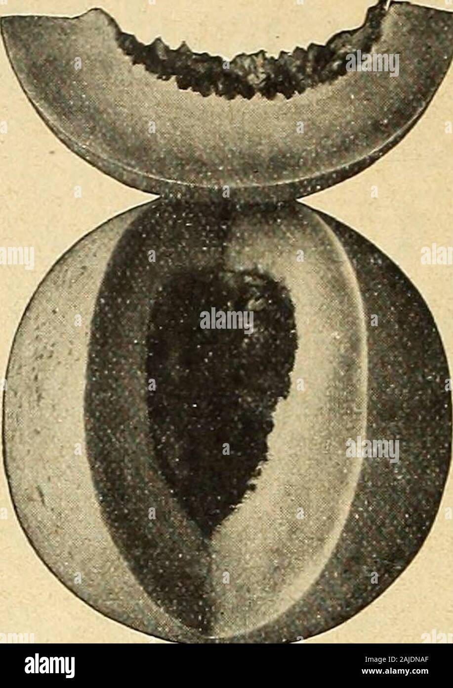 Tall telephone pea hi-res stock photography and images - Alamy