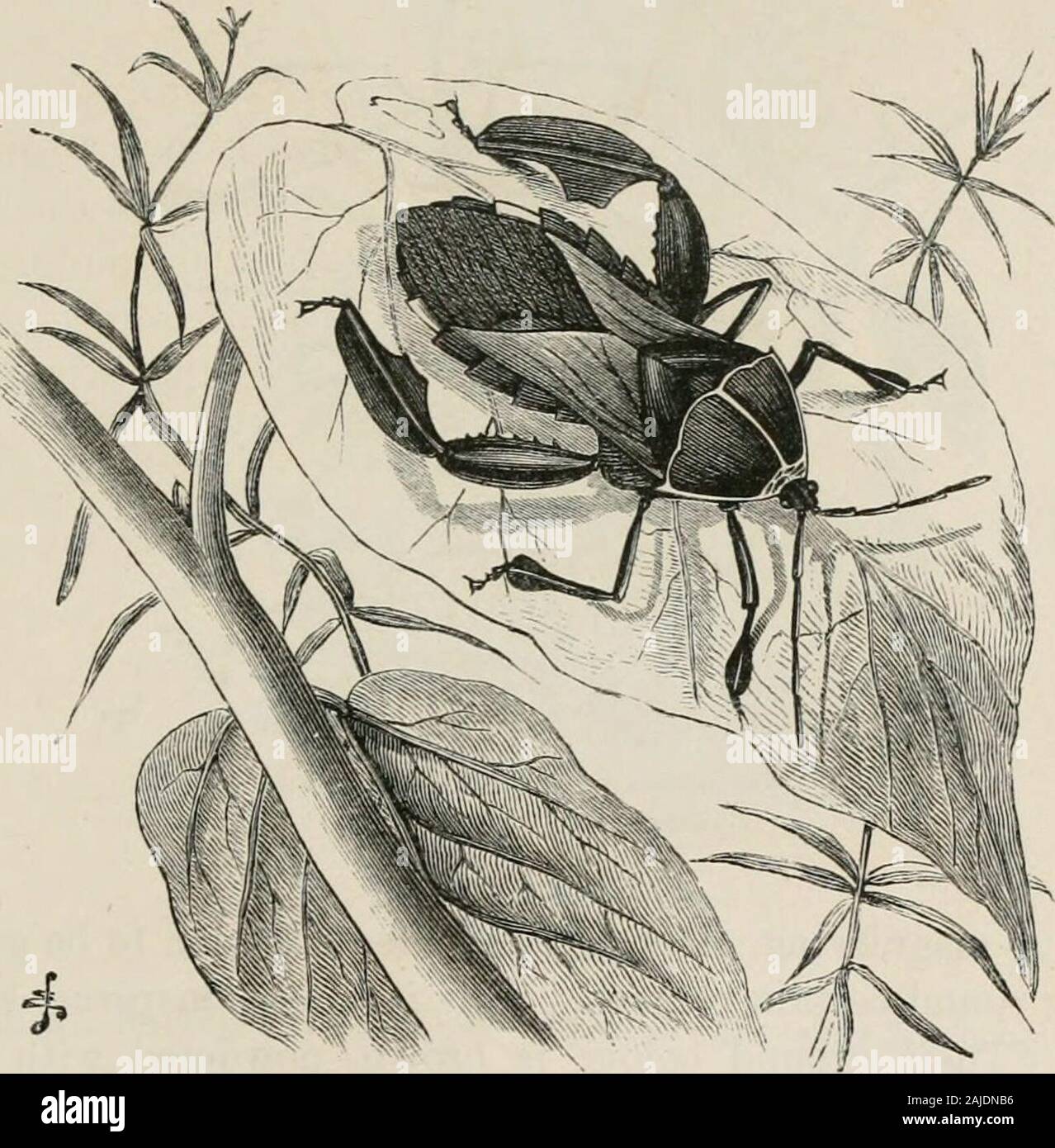 Foreign body in foot hi-res stock photography and images - Alamy