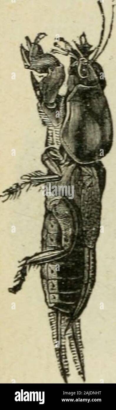 Insectes du sol hi-res stock photography and images - Alamy