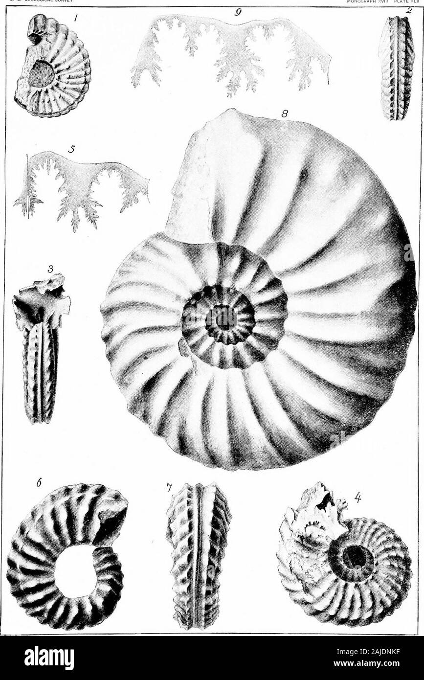 Milcom Of The Ammonites