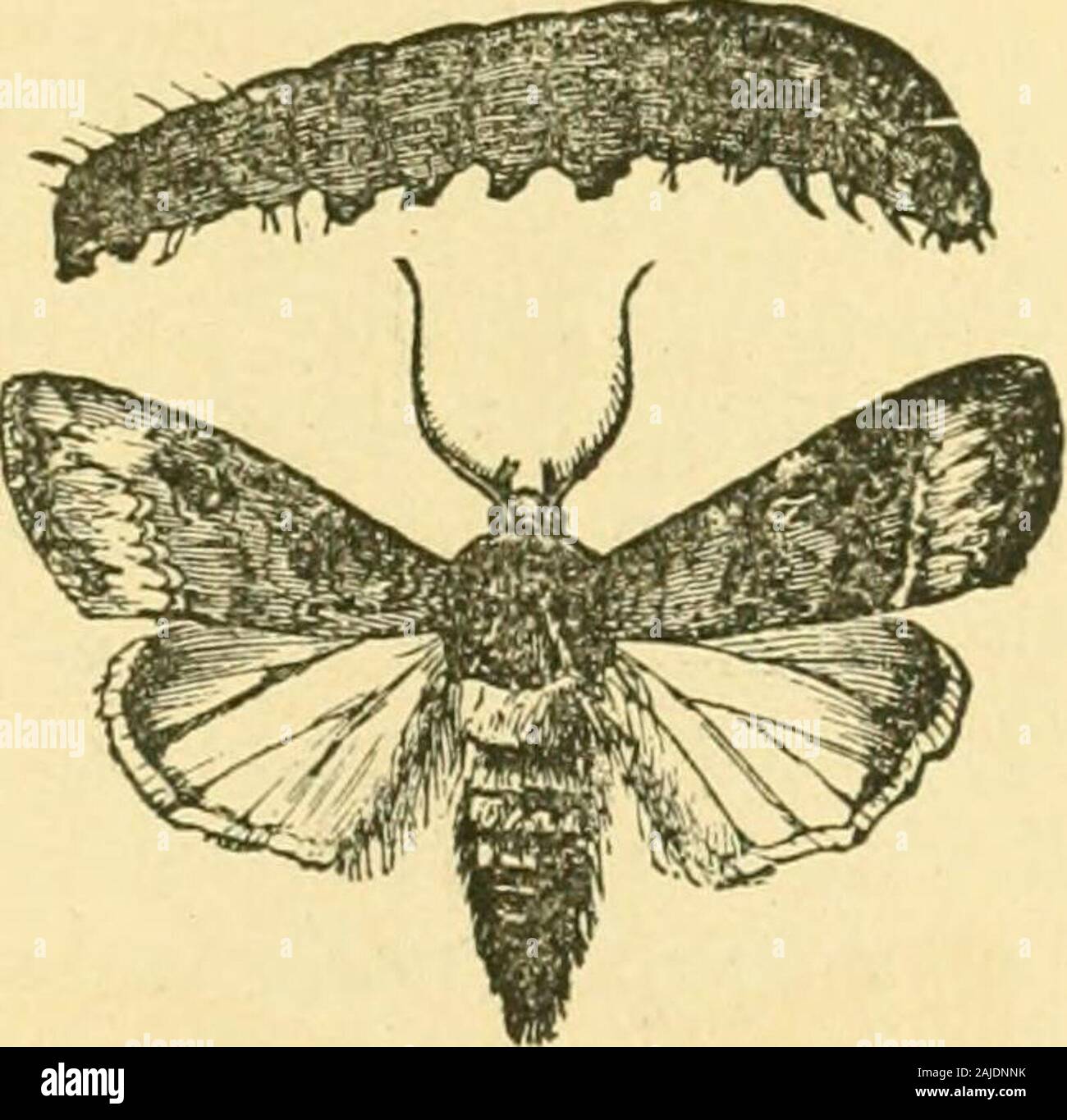 Half hours with insects . Gothic Dart Mot.i. Packakd] ENSECTS OF THE ...