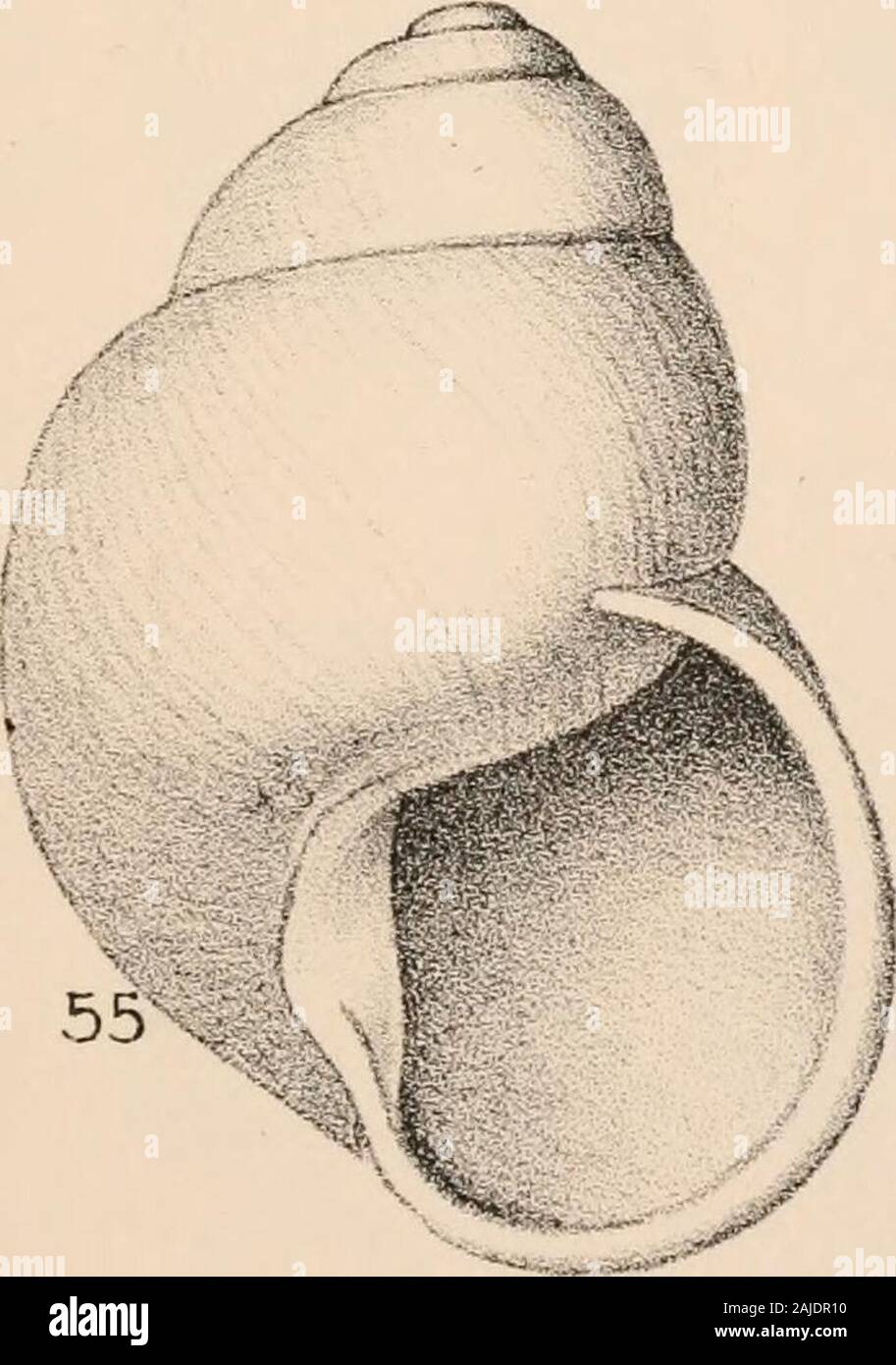 Manual of conchology, structural and systematic : with illustrations of ...