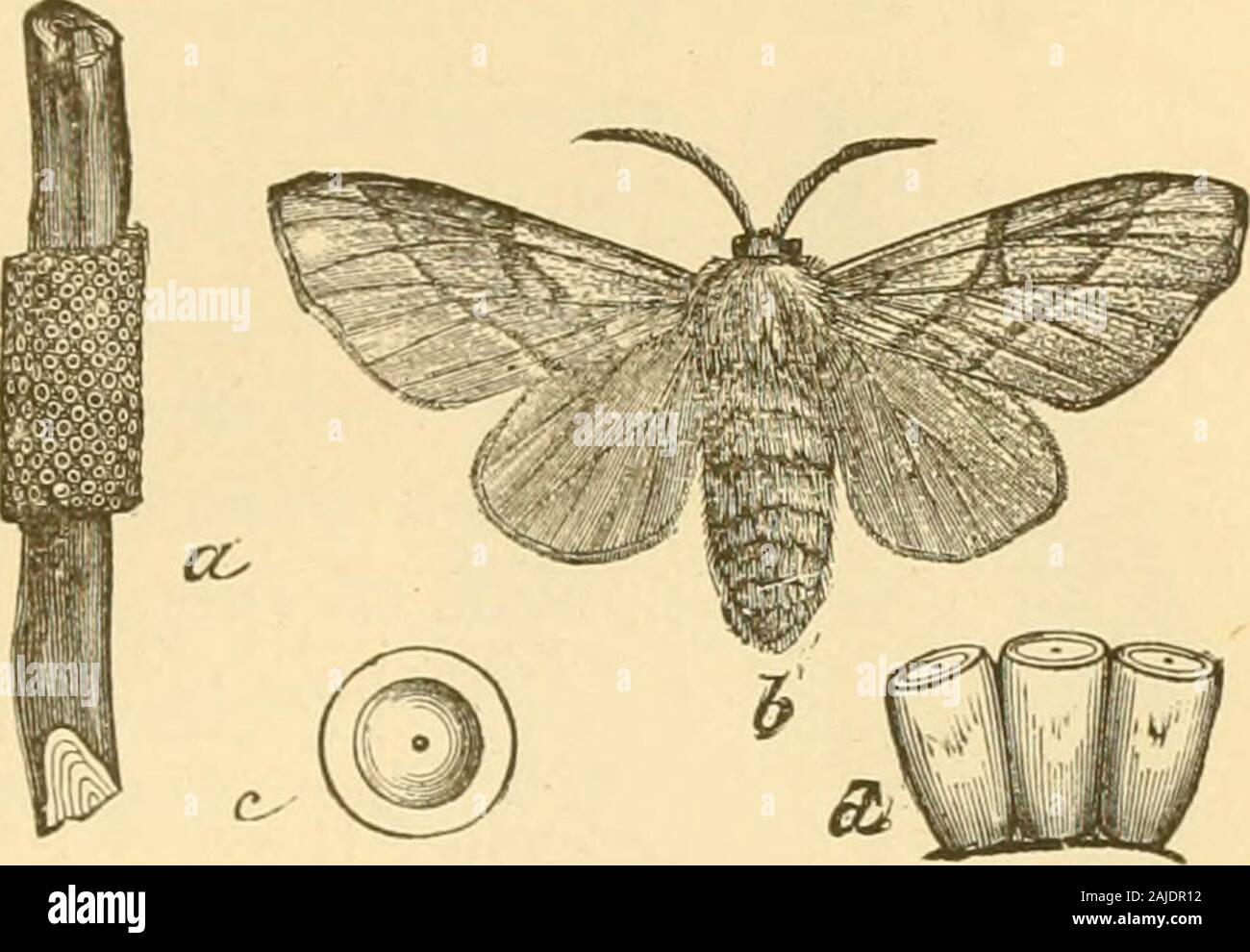 Moth organs hi-res stock photography and images - Alamy