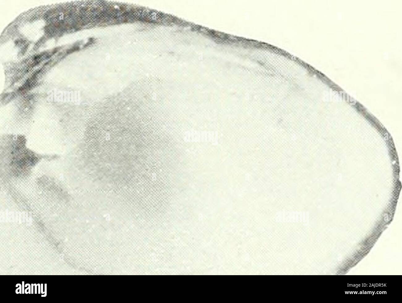 Experiments in Propagation of Fresh-Water Mussels of the Quadrula Group ...