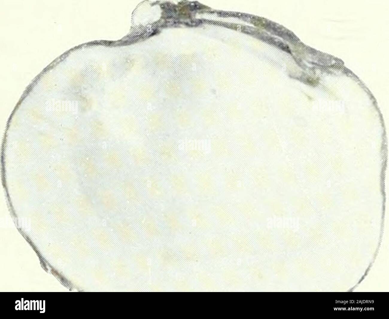 Experiments in Propagation of Fresh-Water Mussels of the Quadrula Group ...