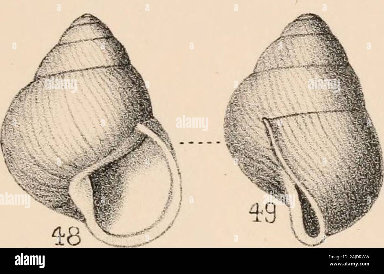 Manual of conchology, structural and systematic : with illustrations of ...
