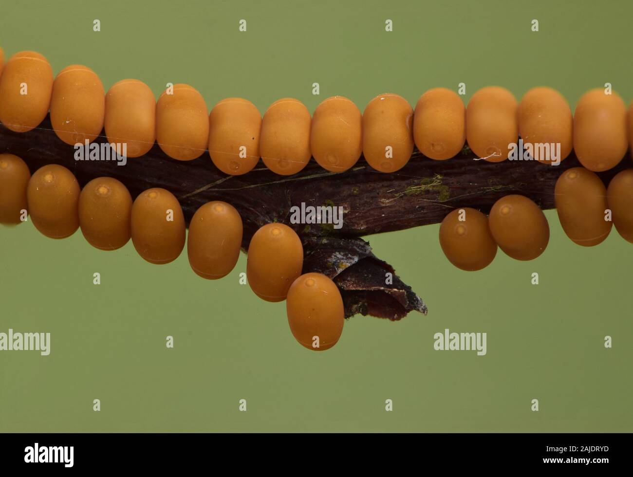 Insect eggs row hi-res stock photography and images - Alamy