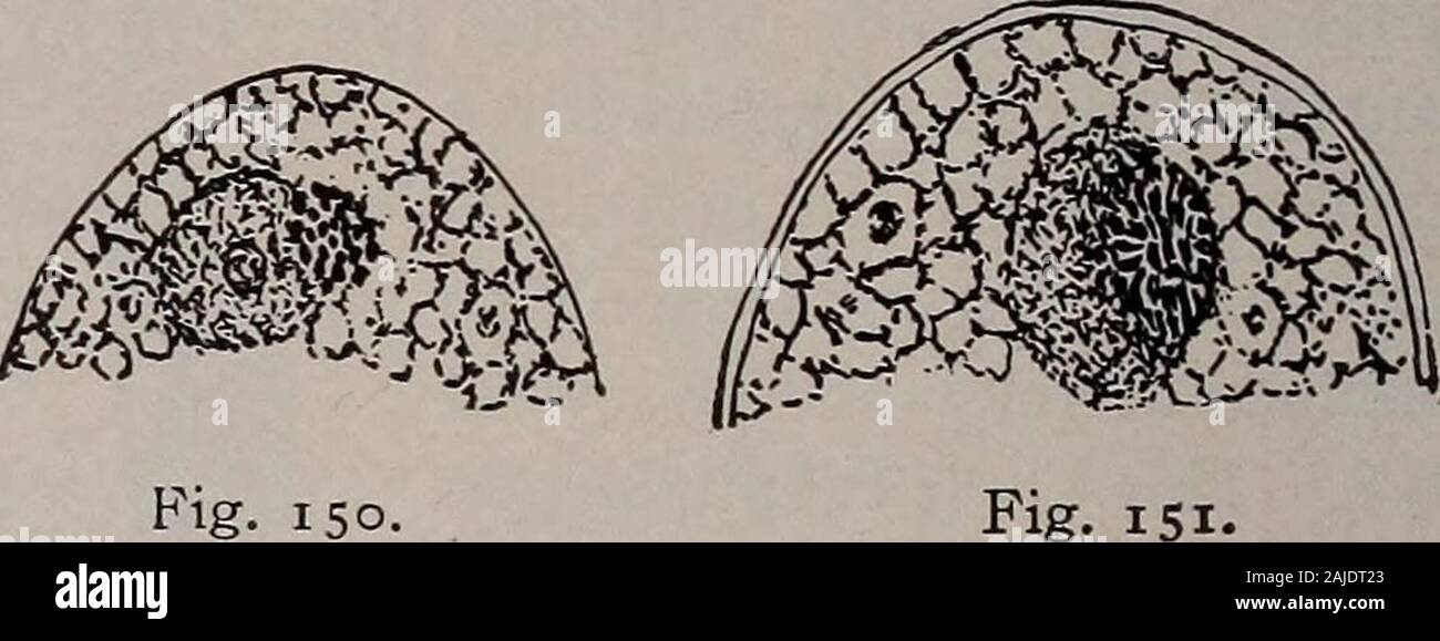 Elementary botany . Fig. 140.Male nucleus just enteringegg at left side ...
