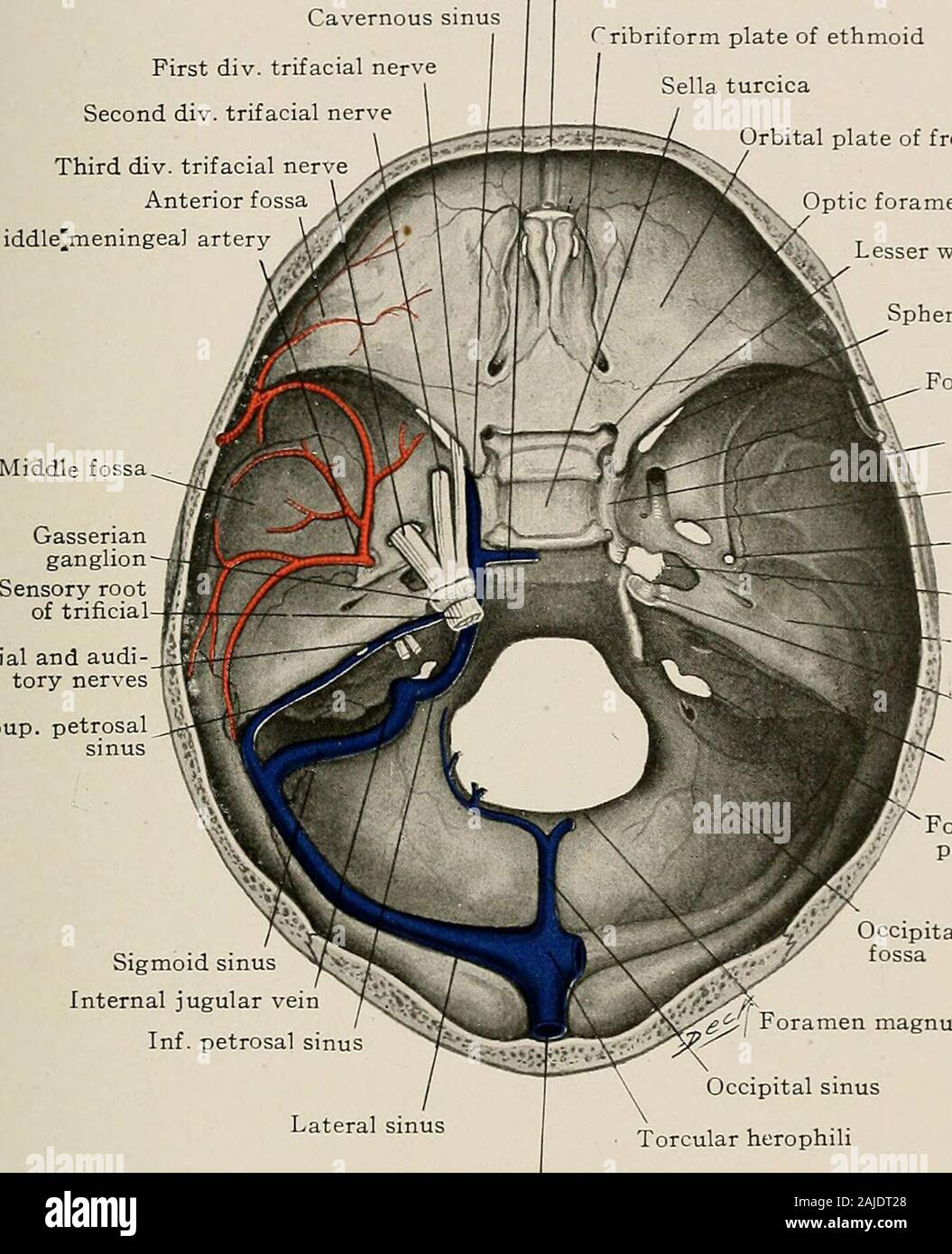Cavernous Sinus Skull