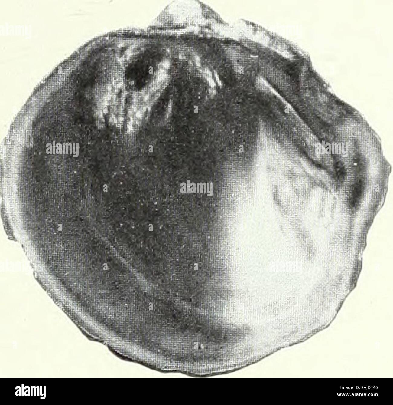 Experiments in Propagation of Fresh-Water Mussels of the Quadrula Group ...