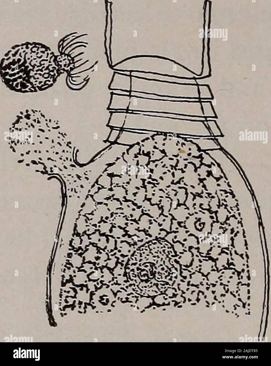 Antheridia hi-res stock photography and images - Alamy