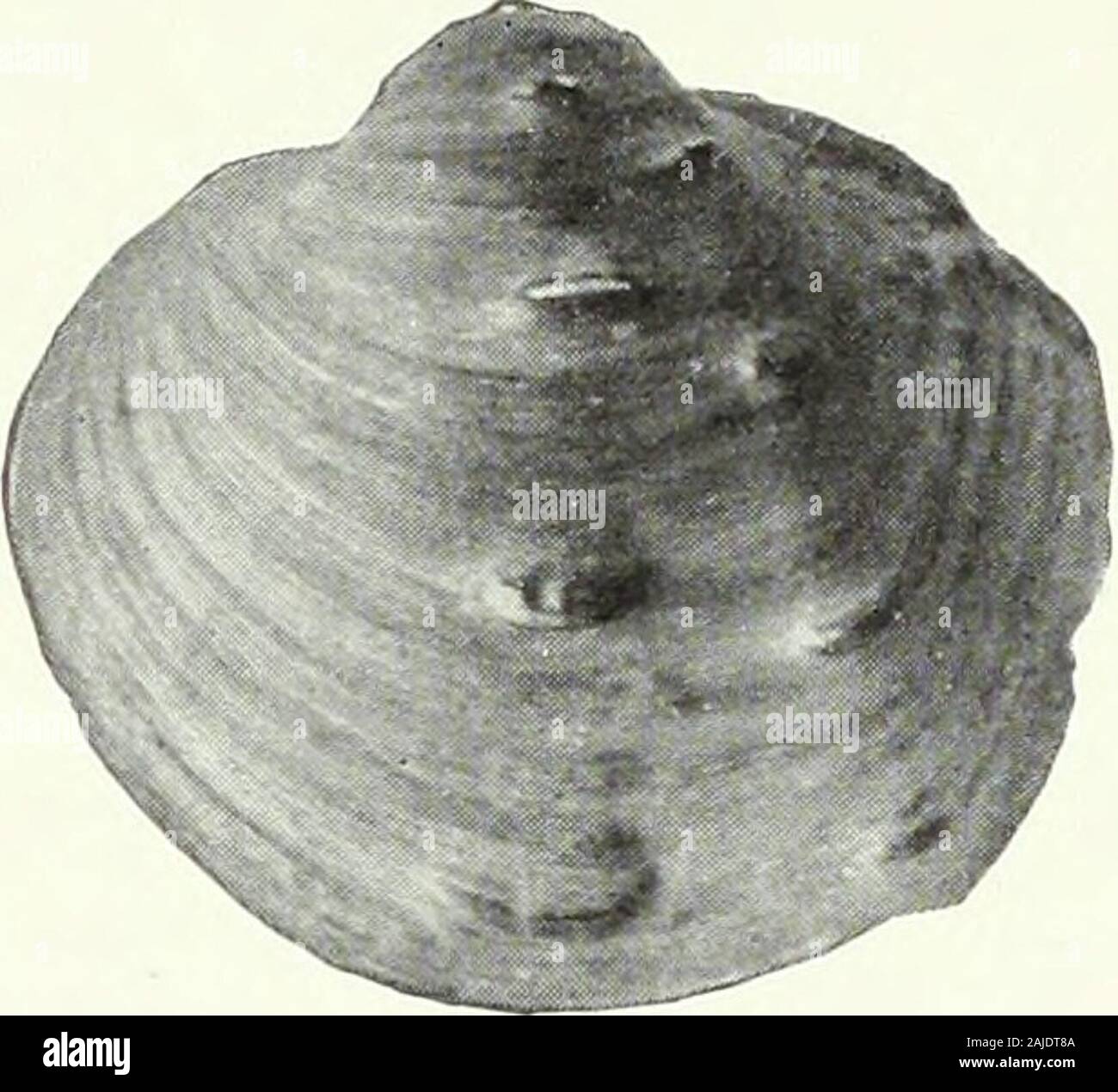 Experiments in Propagation of Fresh-Water Mussels of the Quadrula Group ...