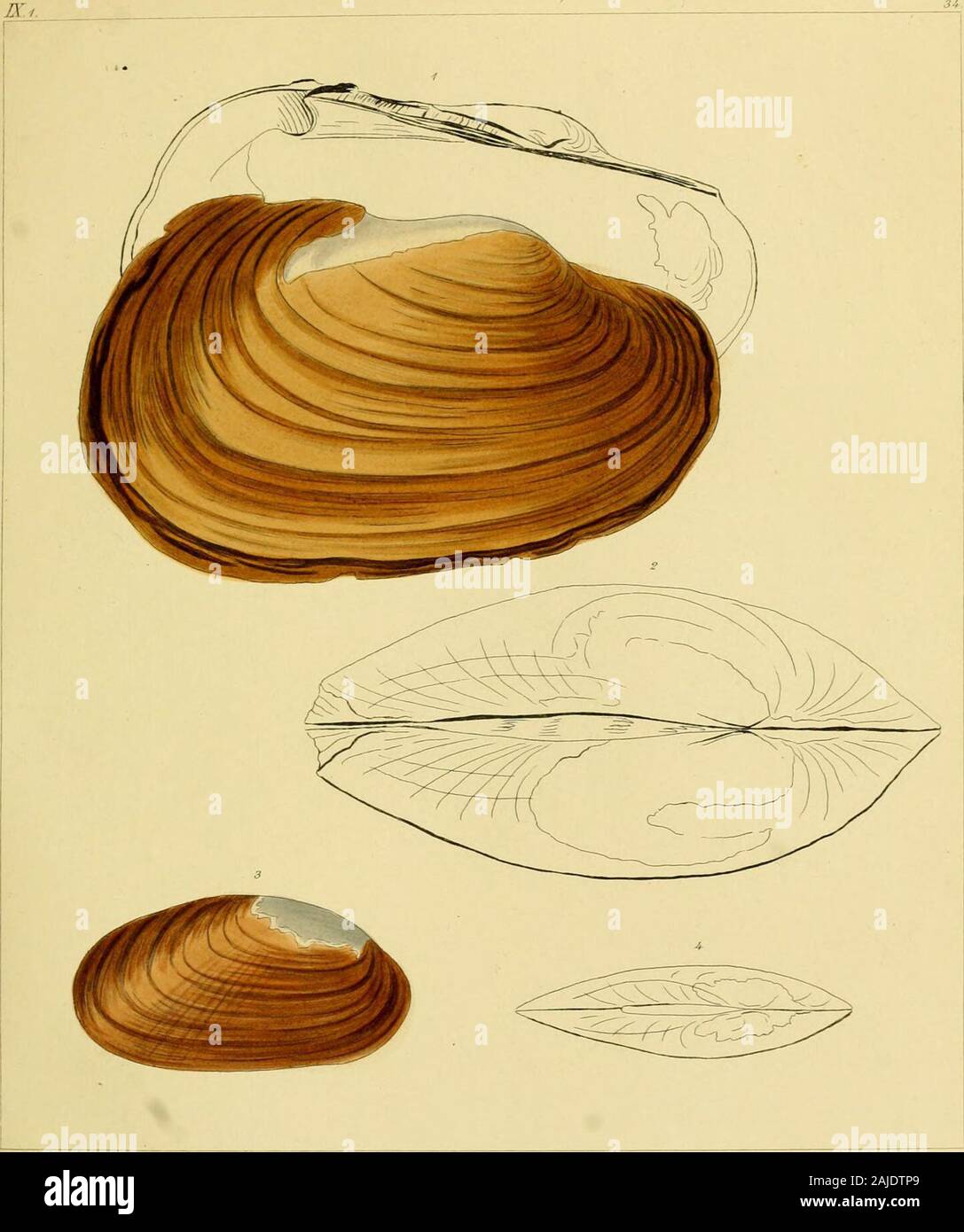 Die Gattung Anodonta nebst den übrigen Najaden mit unvollkommenem ...