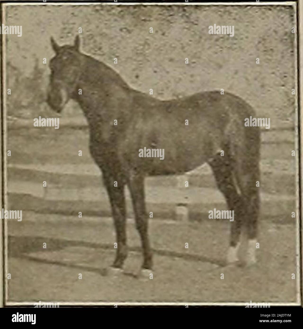 Breeder and sportsman . address CHAS. L. T3E RYDER, Pleasanton, Cal. A ...