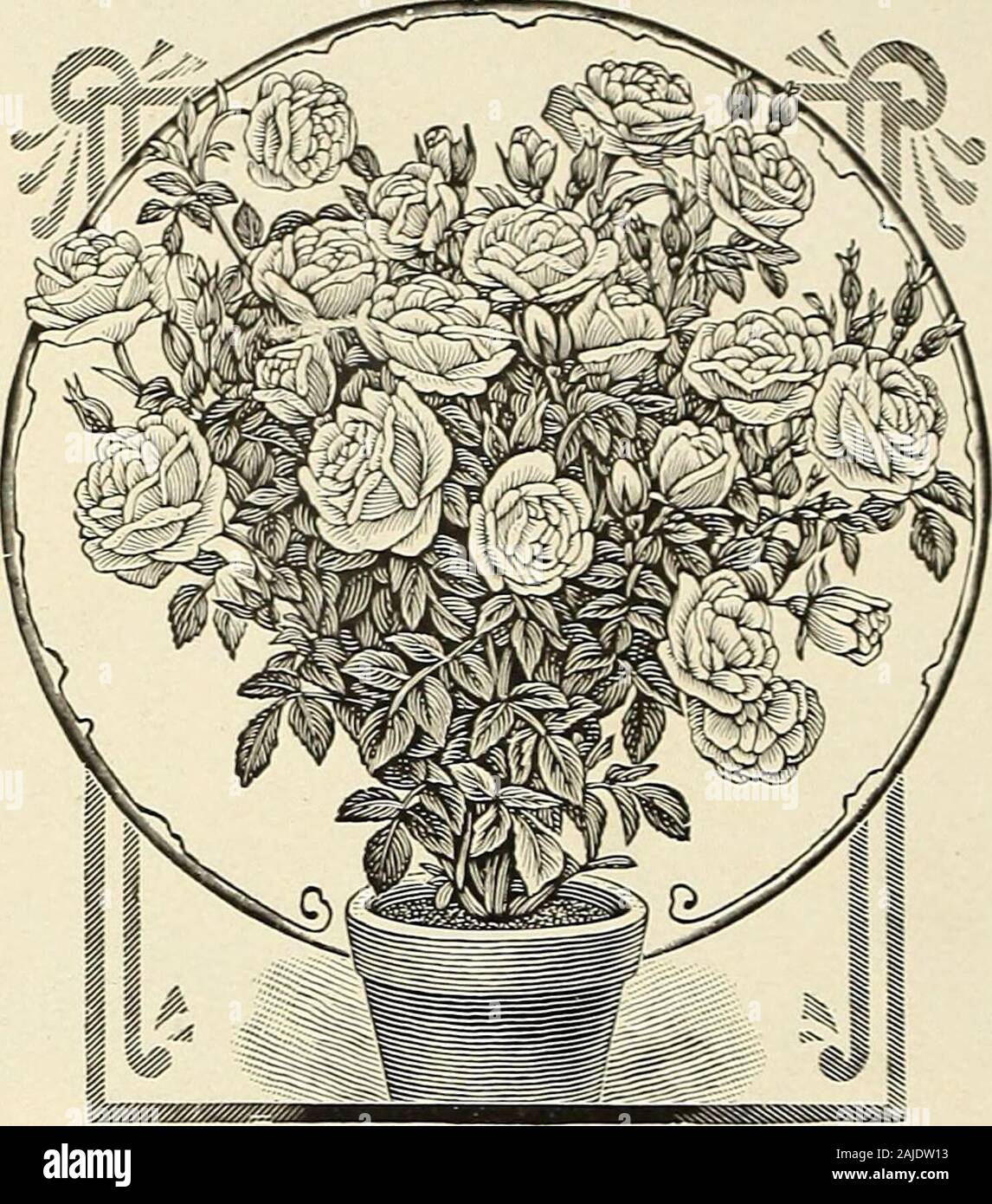 H.W Buckbee seed and plant guide : 1905 . ifully; when fully open ...