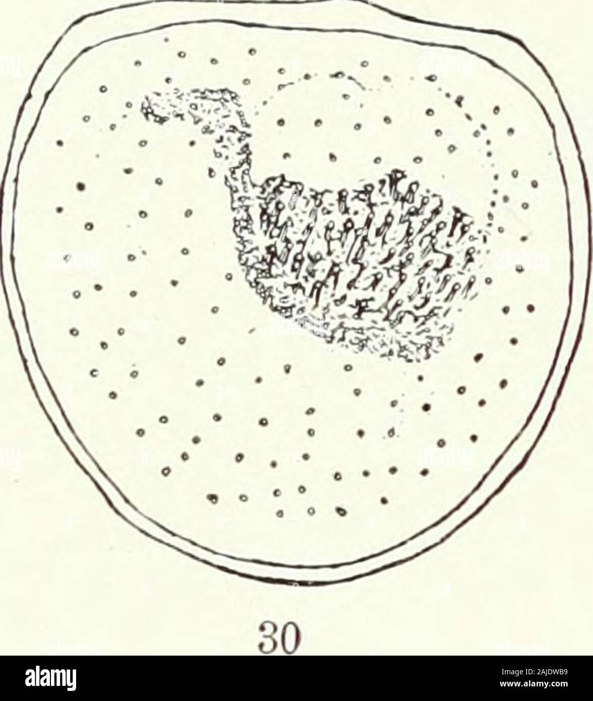 Experiments in Propagation of Fresh-Water Mussels of the Quadrula Group ...