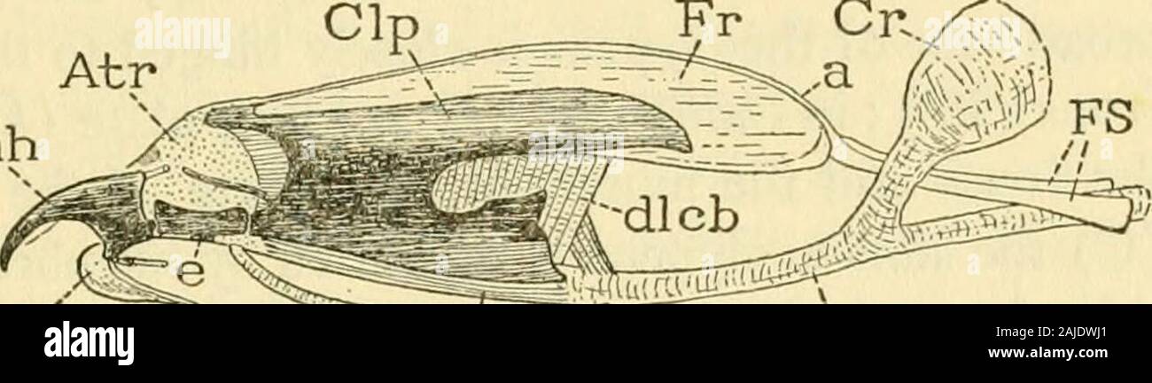 Smithsonian miscellaneous collections . Fr Cr, mh. L^ SIDct CbP g de ...