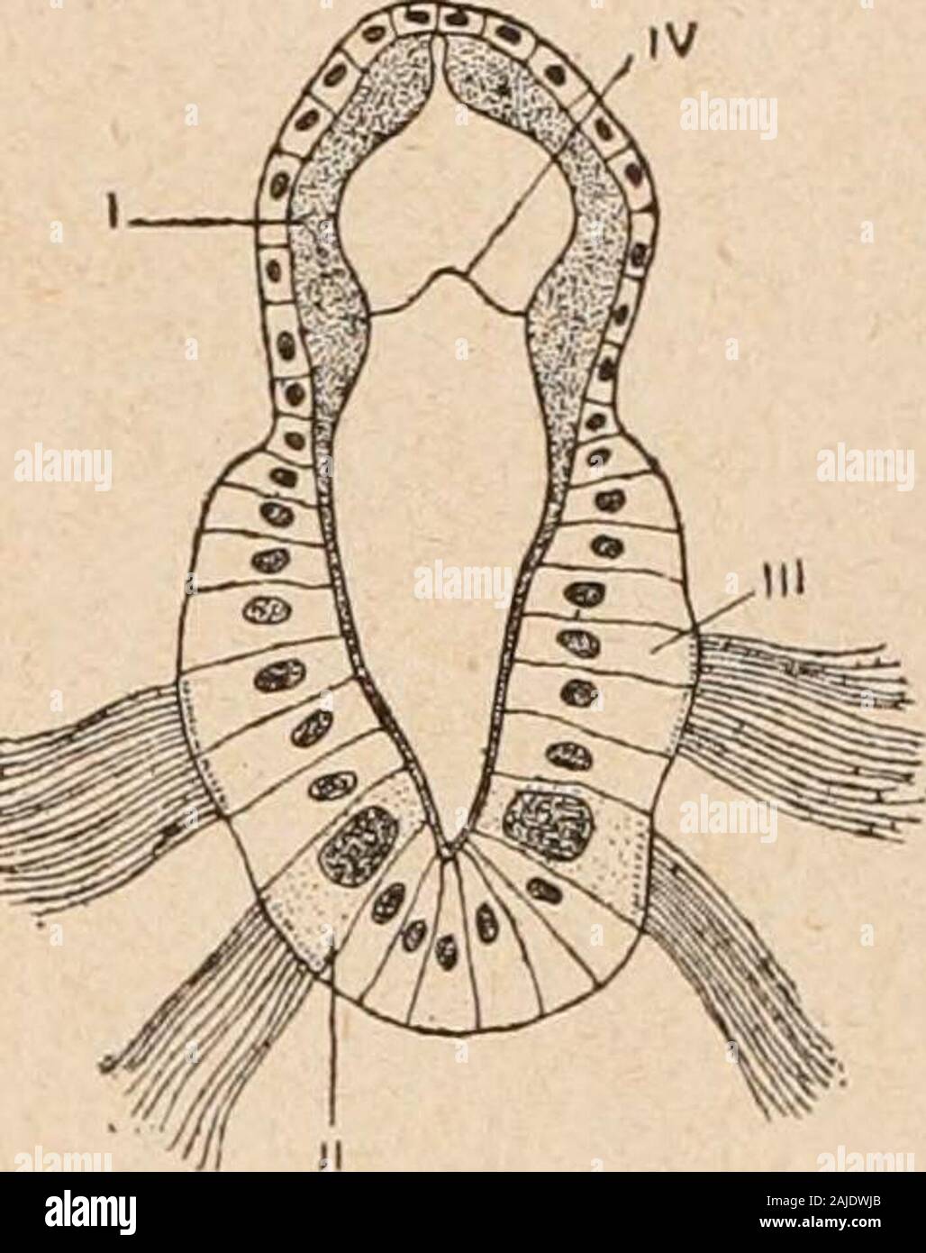 Intestin coupe hi-res stock photography and images - Alamy