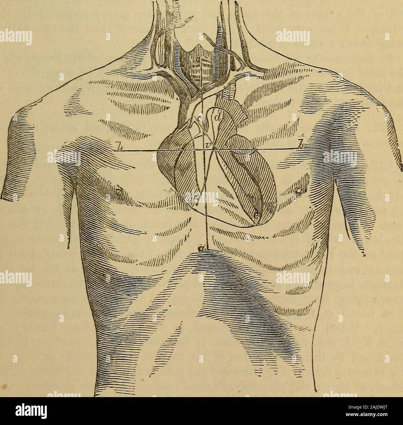 Pulmonary semilunar hi-res stock photography and images - Alamy