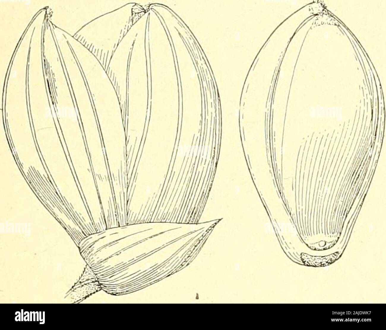 11 paniceae hi-res stock photography and images - Alamy