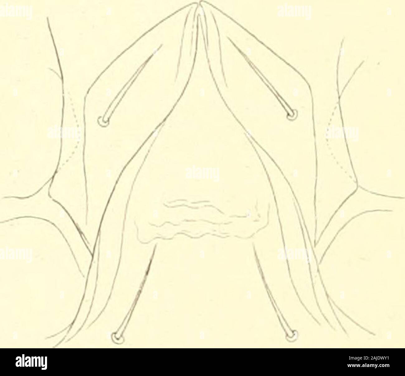 Redia hi-res stock photography and images - Alamy