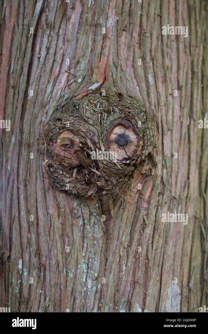A tree knot that looks like an owl, in the trunk of a Japanese cedar ...