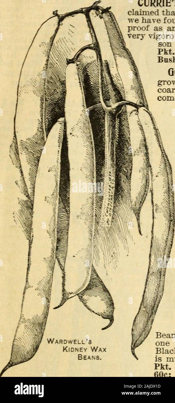 Bushel green beans hi-res stock photography and images - Alamy