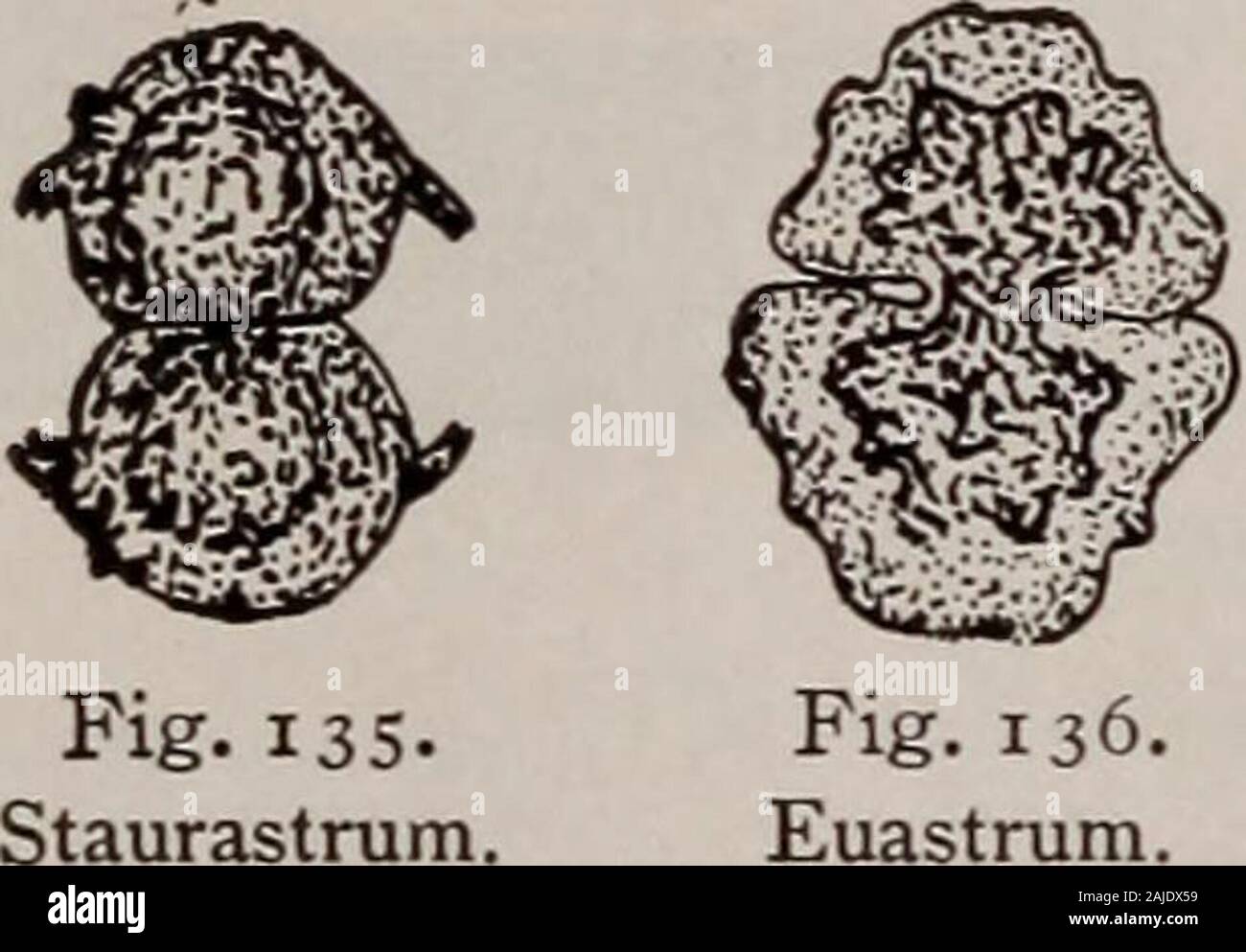 Elementary botany . Fig. 134.Xanthidium.. Fig. 137.Cosmarium. 298. The ...