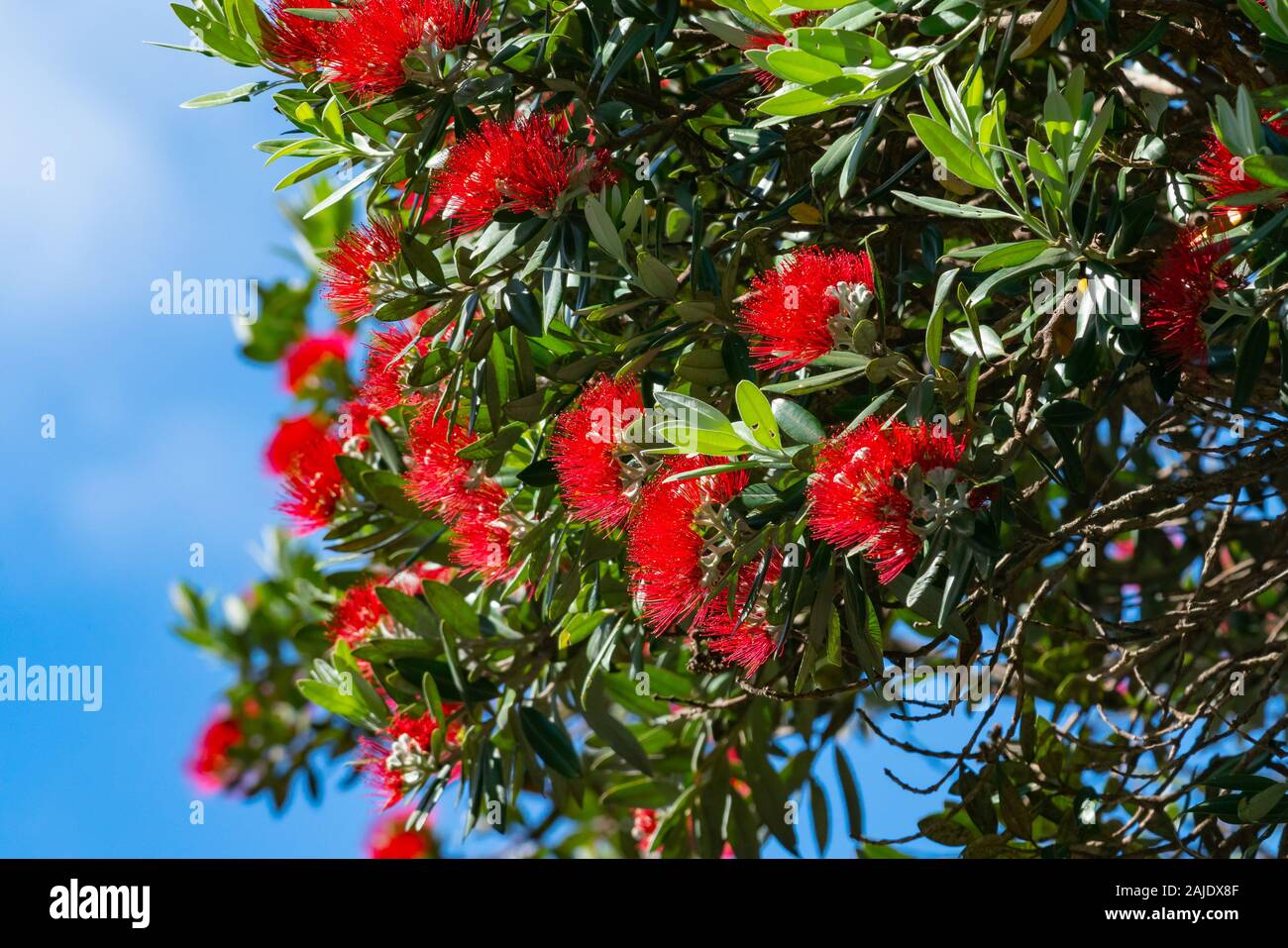 Pohutukawa tree in bright red bloom Stock Photo - Alamy