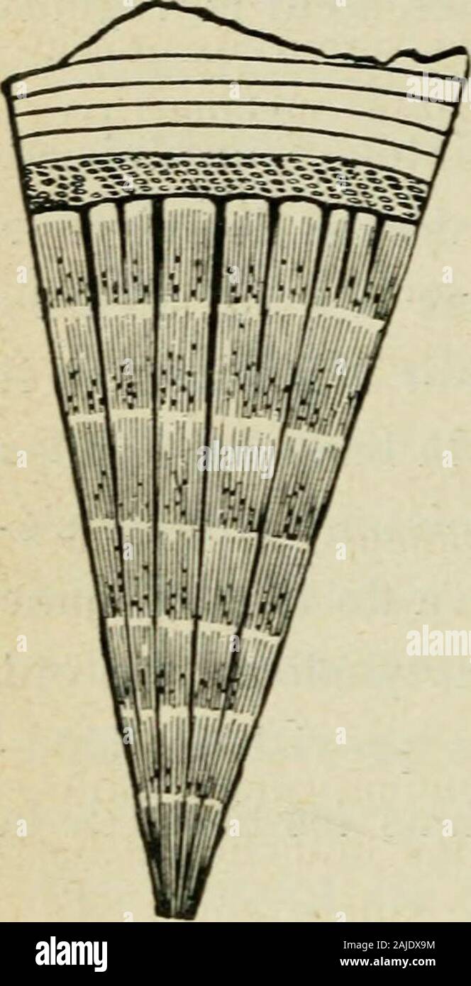 Tige ligneuse hi-res stock photography and images - Alamy