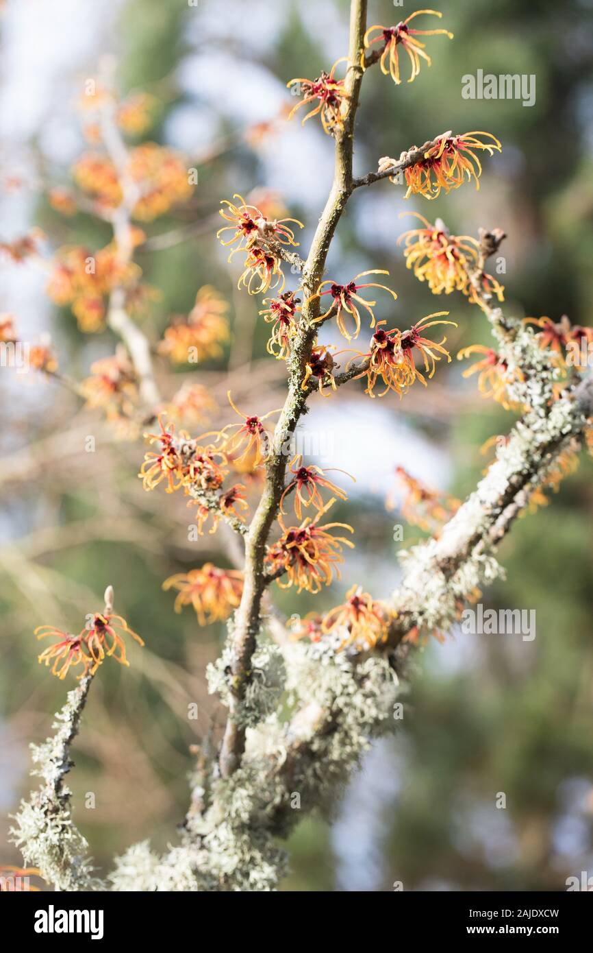 Hamamelis × intermedia 'Jelena' Stock Photo - Alamy