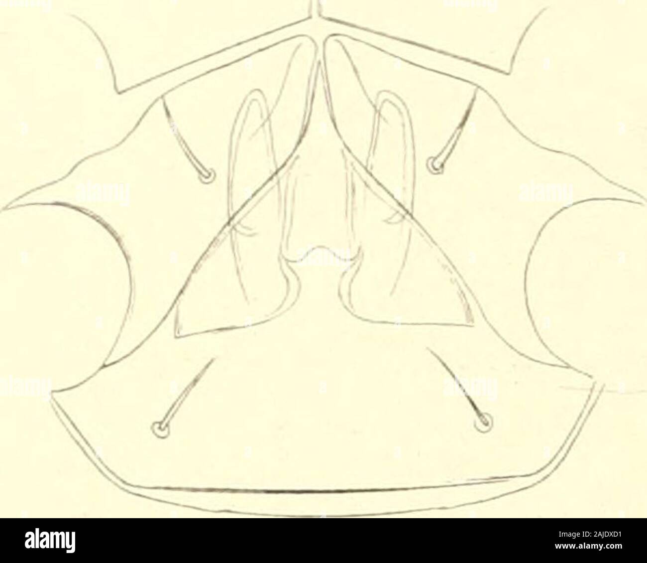 Redia hi-res stock photography and images - Alamy