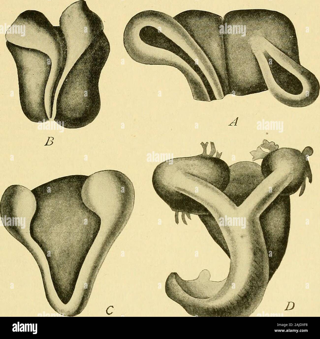 The cell in development and inheritance . -cell stage. C. Half eight ...