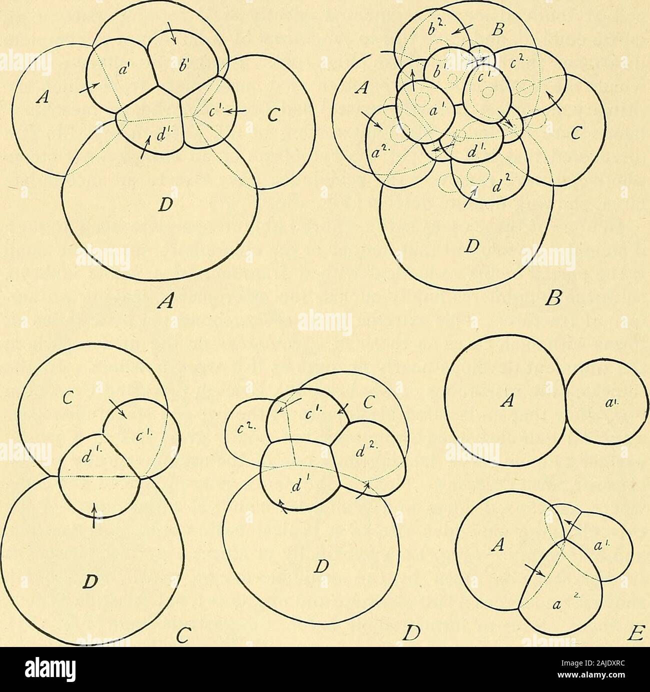 Cleavage Definition, Types, Planes, Patterns, Significance, 51% OFF Cleavage Definition, Types, Planes, Patterns, Significance, 51% OFF