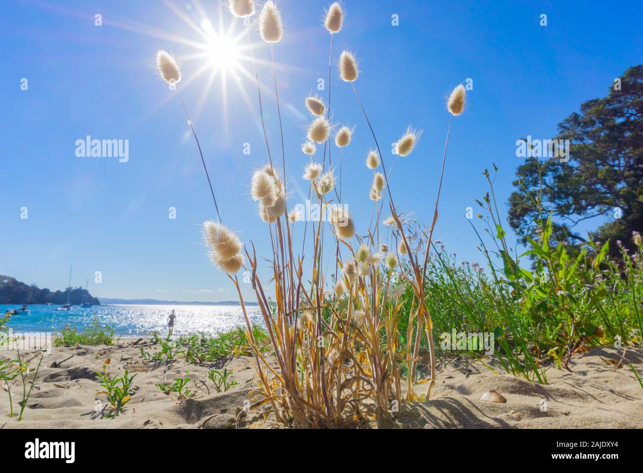 Rabbit tail fluffy seed heads growing on beach from low perspective ...