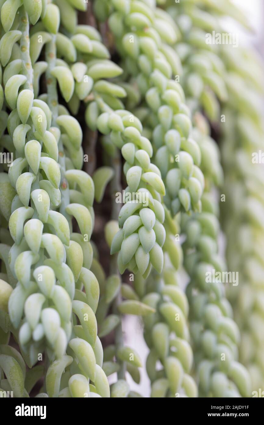 Sedum morganianum - burro's tail plant Stock Photo - Alamy