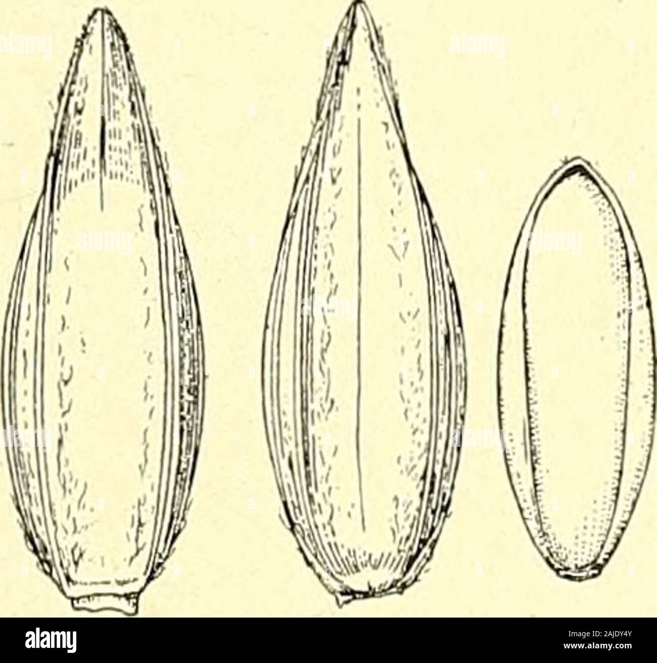 Notes on genera of Paniceae : I-IV . le.tTMn« ap;c4A.I«te papillose ...