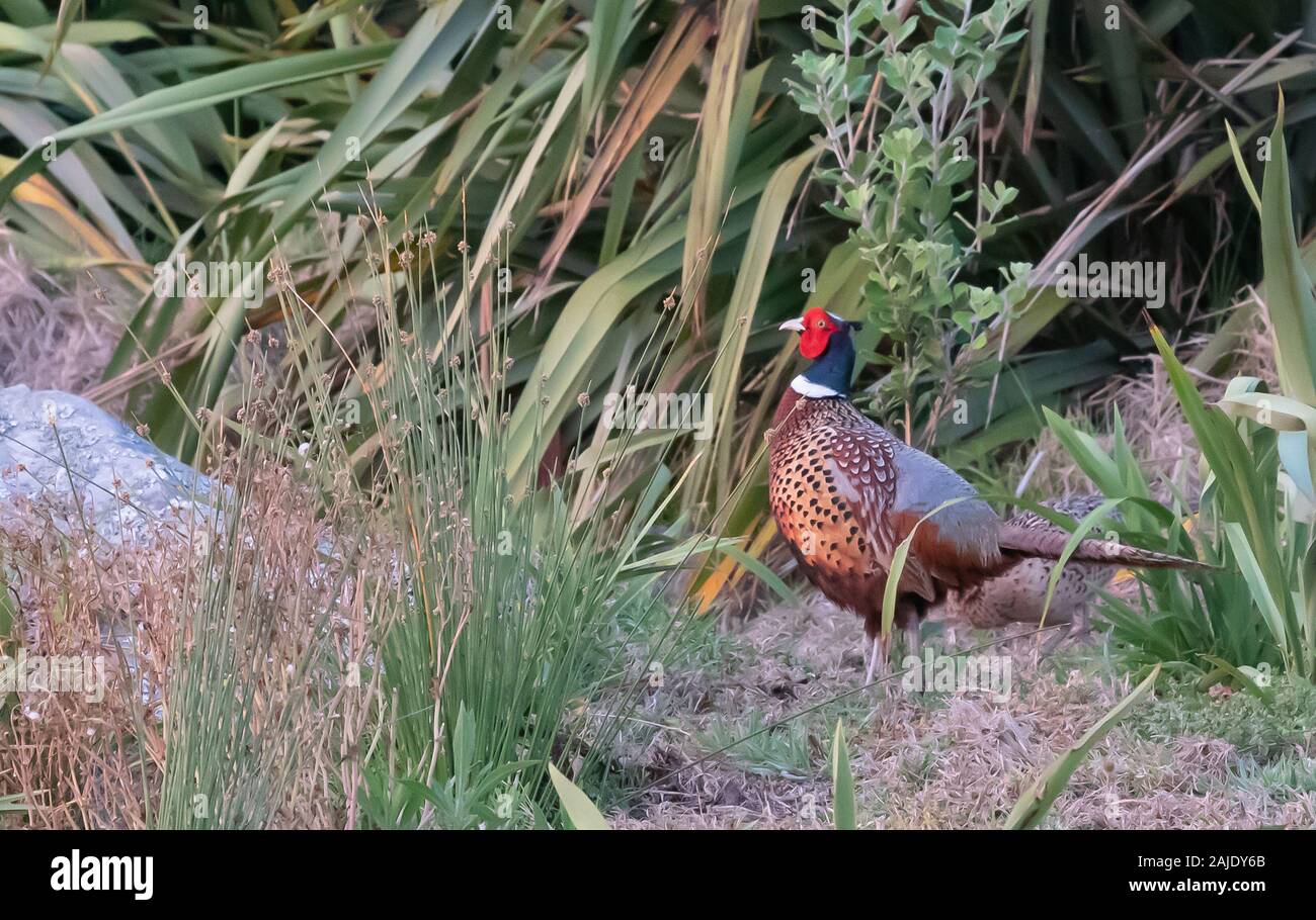 Common pheasant cock on Mount Maunganui Stock Photo - Alamy