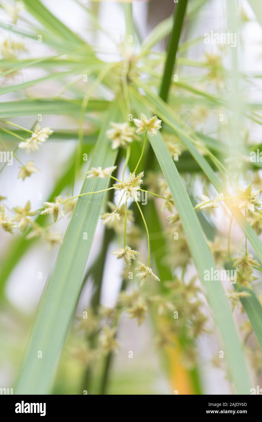 Cyperus alternifolius plant, close up Stock Photo - Alamy