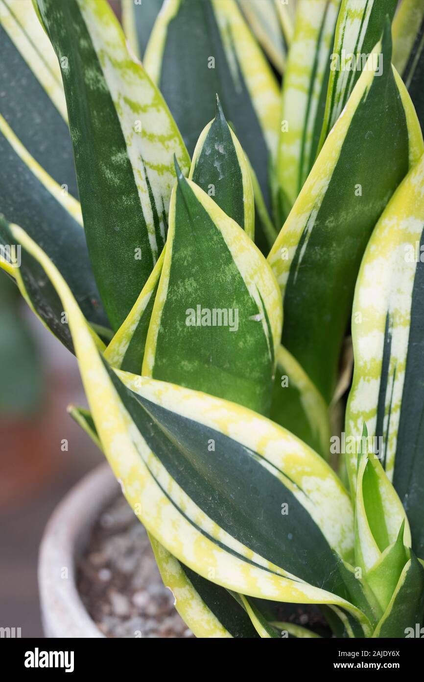 Sansevieria plant, close up Stock Photo - Alamy