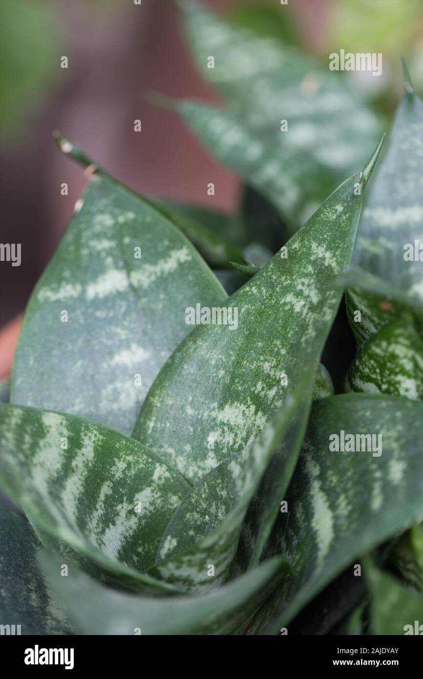 Sansevieria plant, close up Stock Photo - Alamy