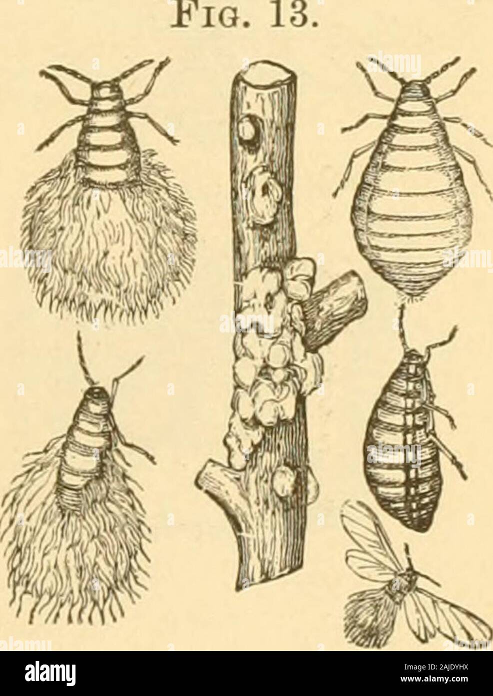 Woolly louse hi-res stock photography and images - Alamy
