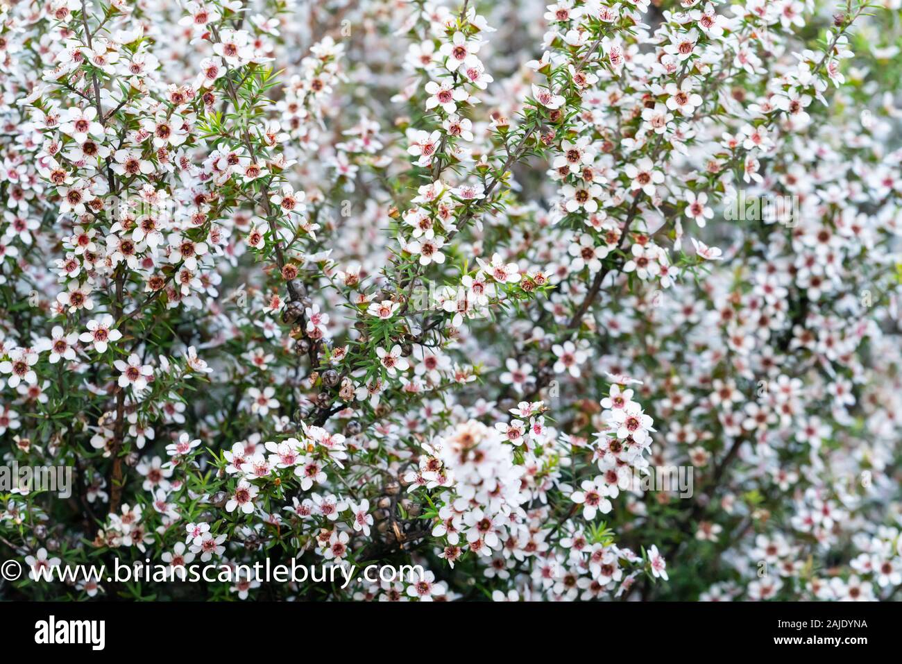 Manuka tree in new zealand hi-res stock photography and images - Alamy