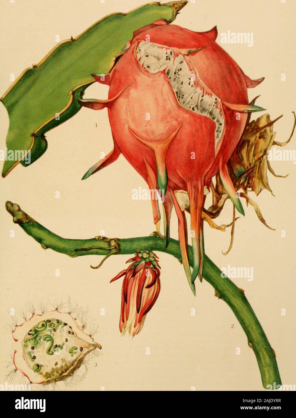 The Cactaceae : descriptions and illustrations of plants of the cactus ...