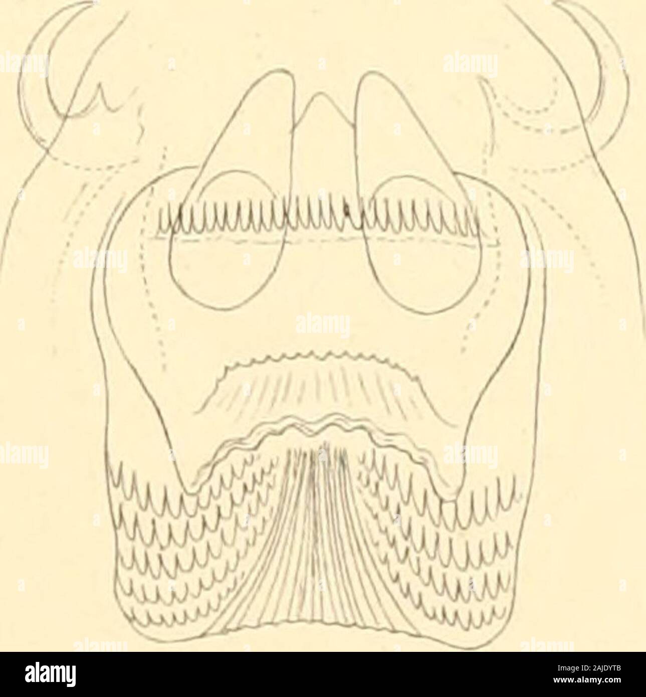 Redia hi-res stock photography and images - Alamy