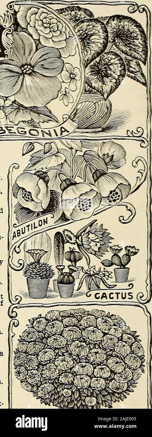 H.W Buckbee seed and plant guide : 1905 Stock Photo - Alamy