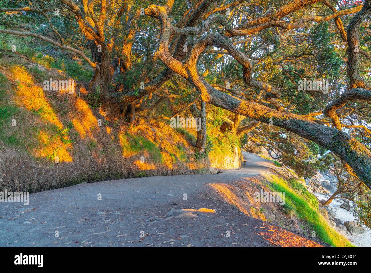 Sun shines low and through tangled branches of puhutukawa trees and ...